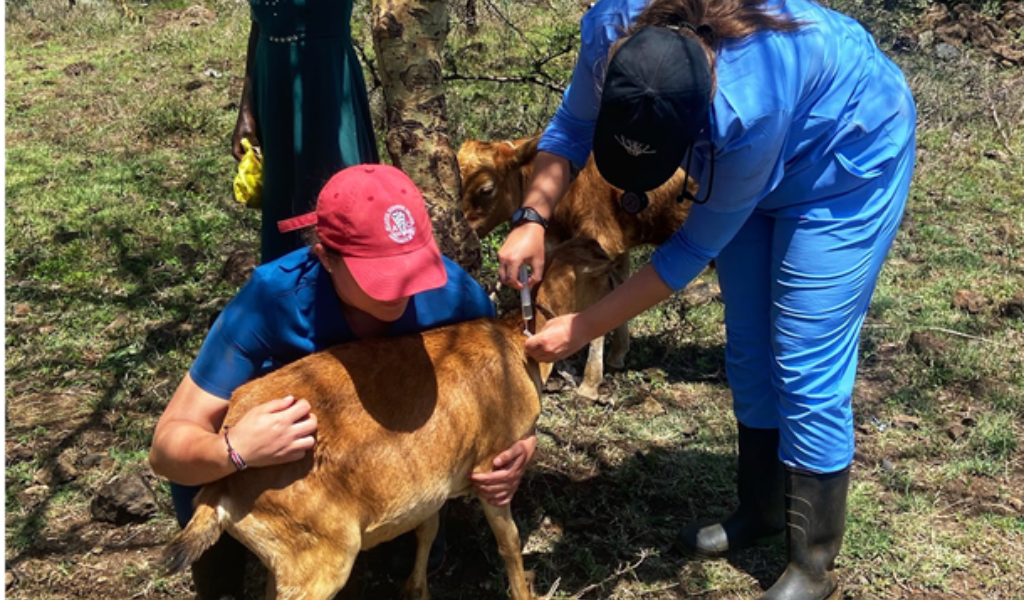 AVC veterinary team makes impact in Kenya | University of Prince Edward ...