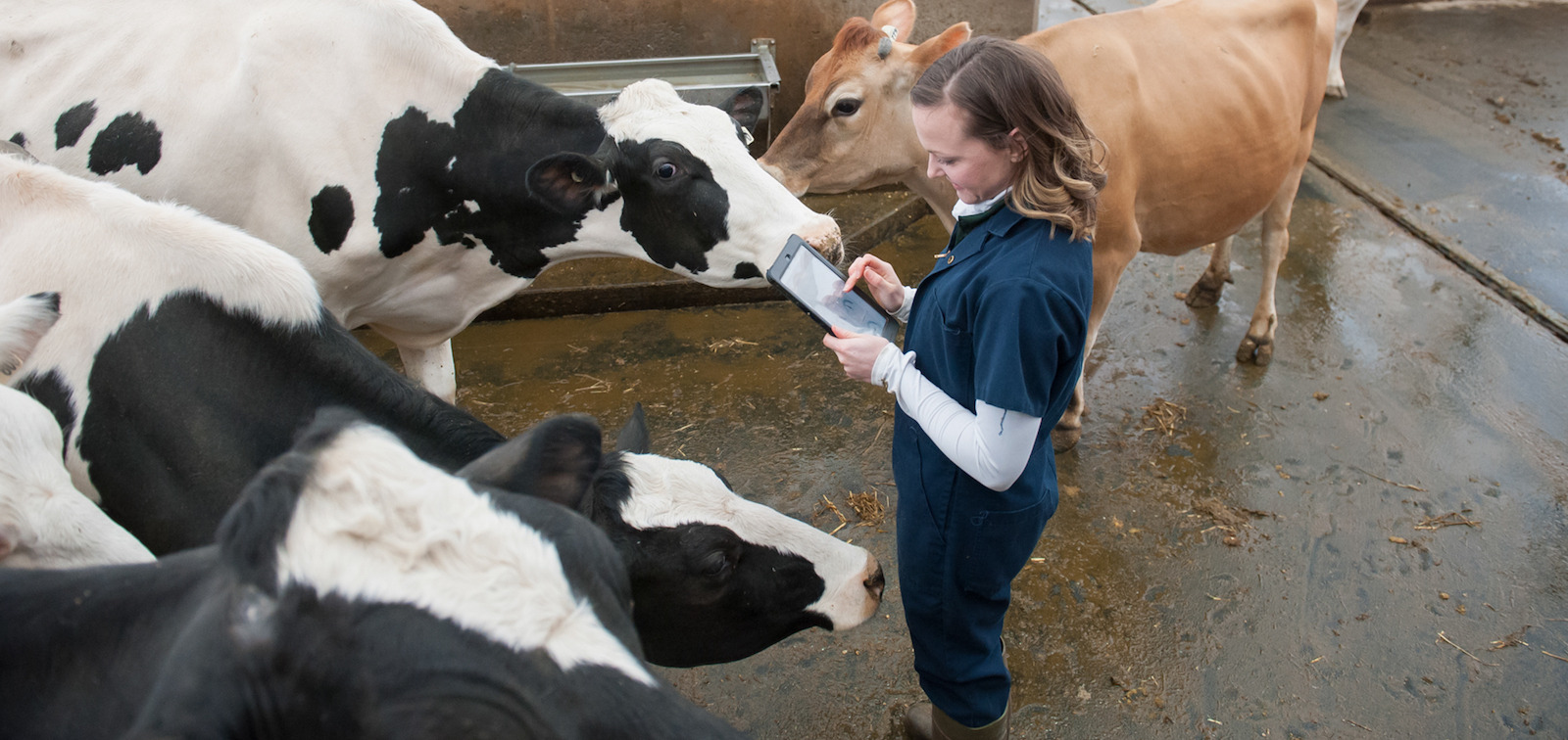 Master of Veterinary Science | University of Prince Edward Island