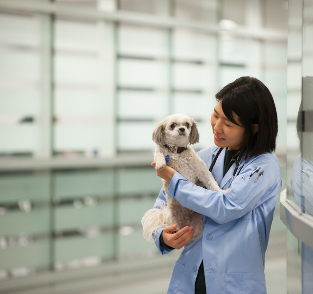 How Much Does Vet School Cost In Canada CollegeLearners how-much-does-vet-school-cost-in-canada-collegelearners